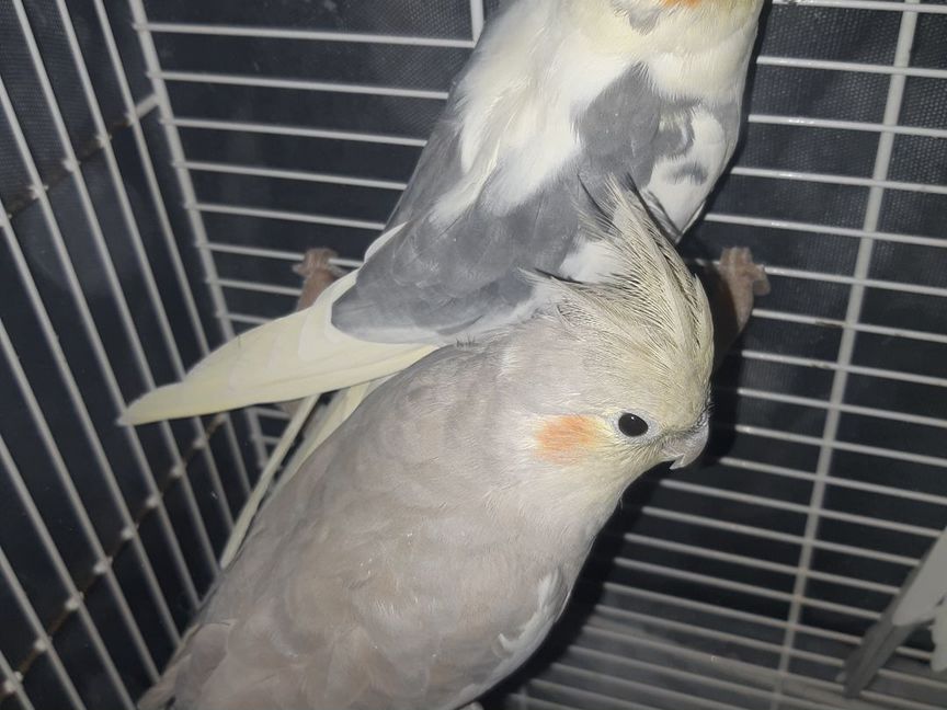 Молодая пара корелл