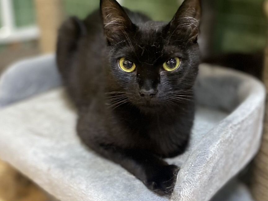 Очаровательный котик ждет свою семью