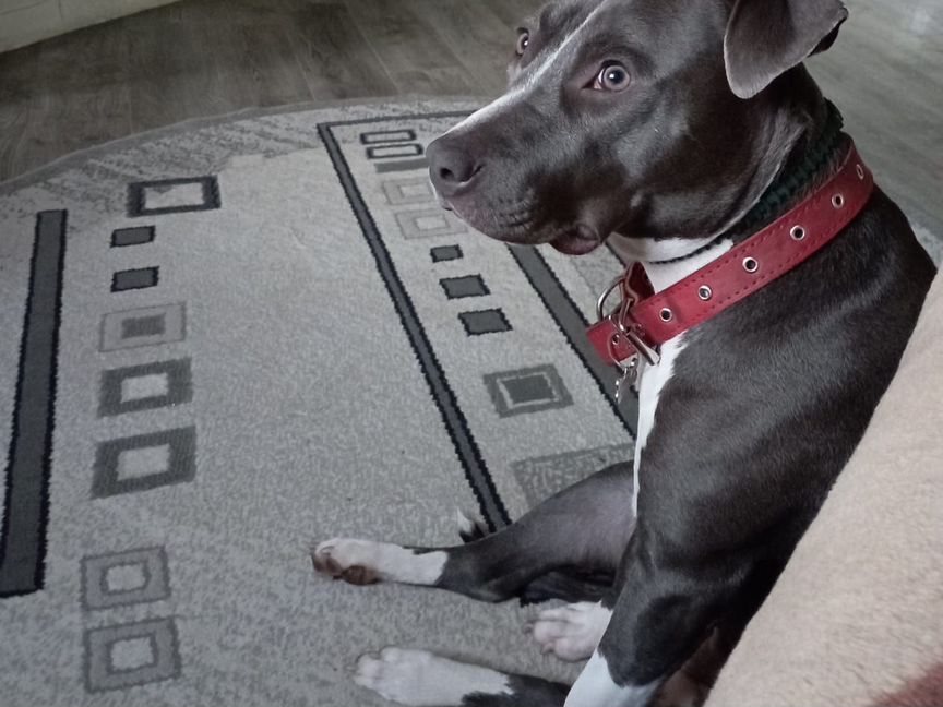 Стаффордширский терьер в добрые руки