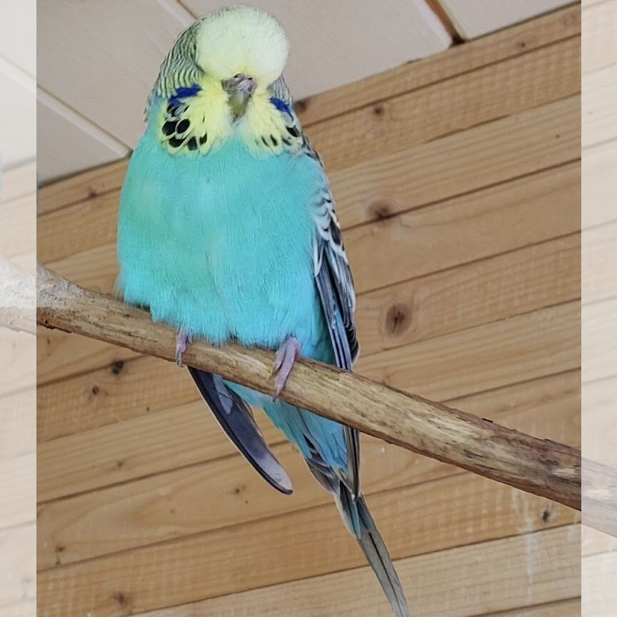 Выставочный волнистый попугай ввп чех