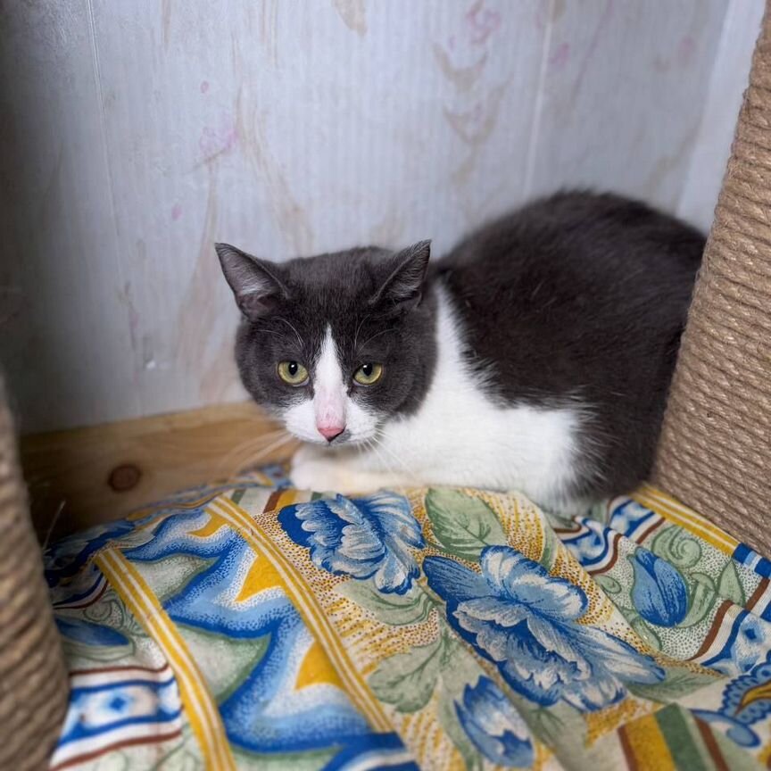 Кошка в добрые руки