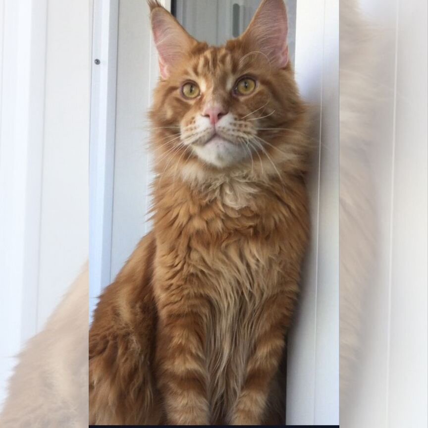 Мейн-кун, взрослая кошка