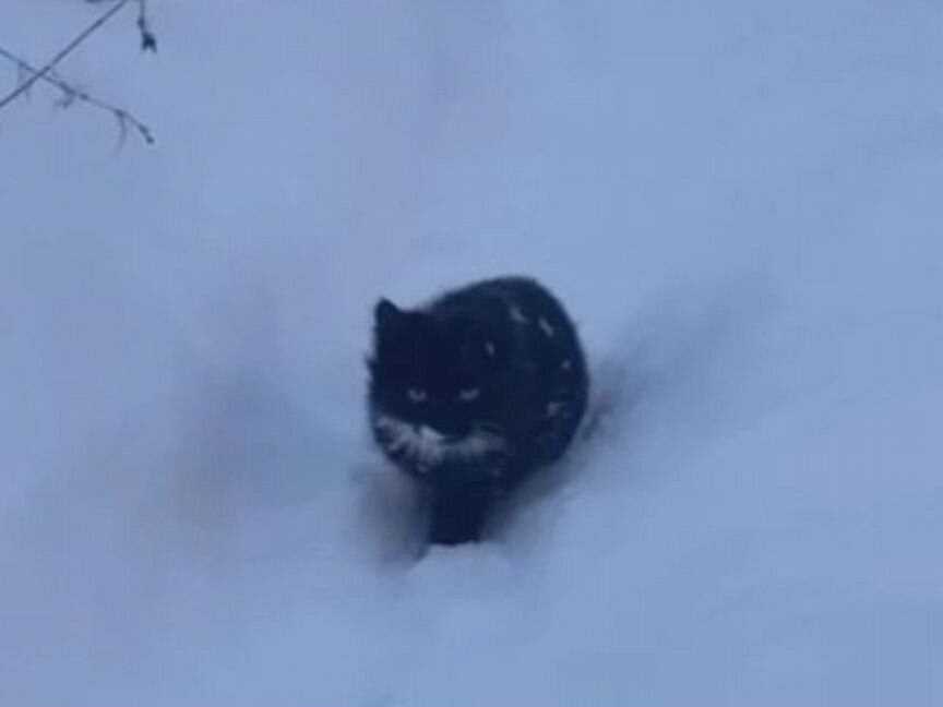 Котята замерзают в сугробах. Нужен дом