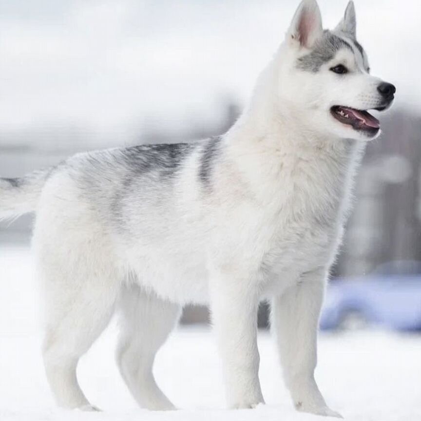 Сибирский хаски, щенок