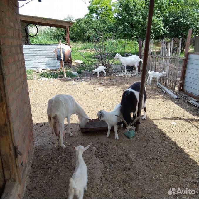 Козы с козлятами