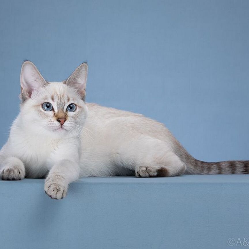 Тайские котята