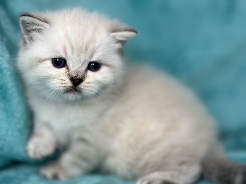 Котёнок- медвежонок