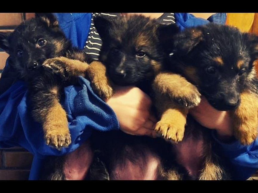 Немецкая овчарка