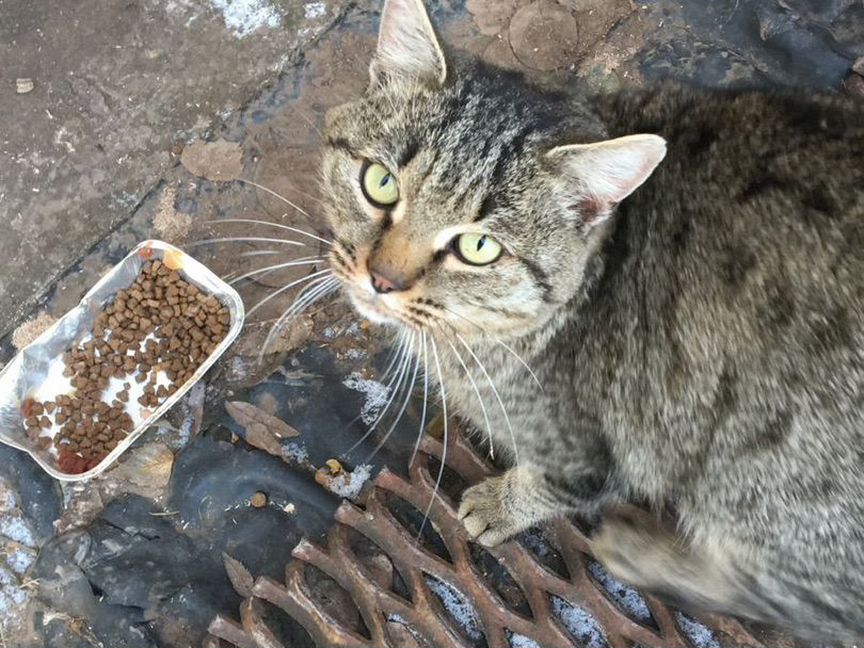 Кот умирает на морозе