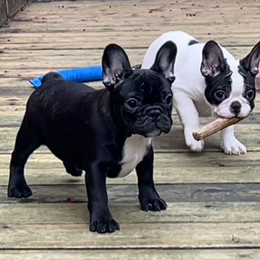 Французский бульдог, щенок