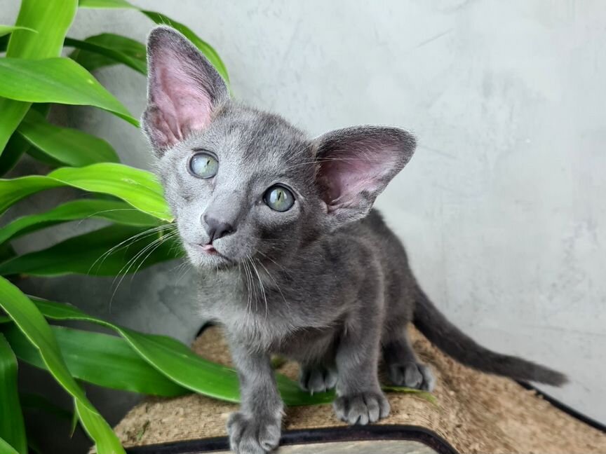 Ориентальные котята