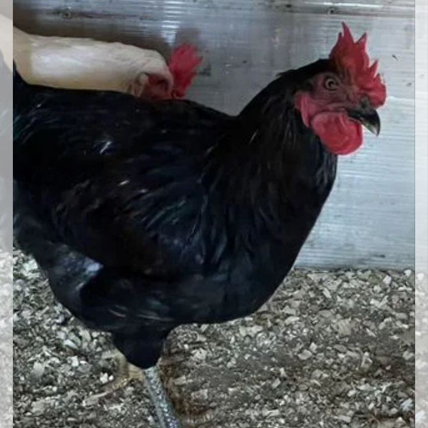 Петухи домашние