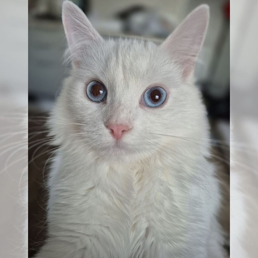 Турецкая ангора котёнок