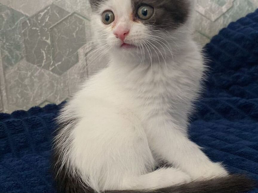 Шотладская вислоухая девочка родилась 9 апреля