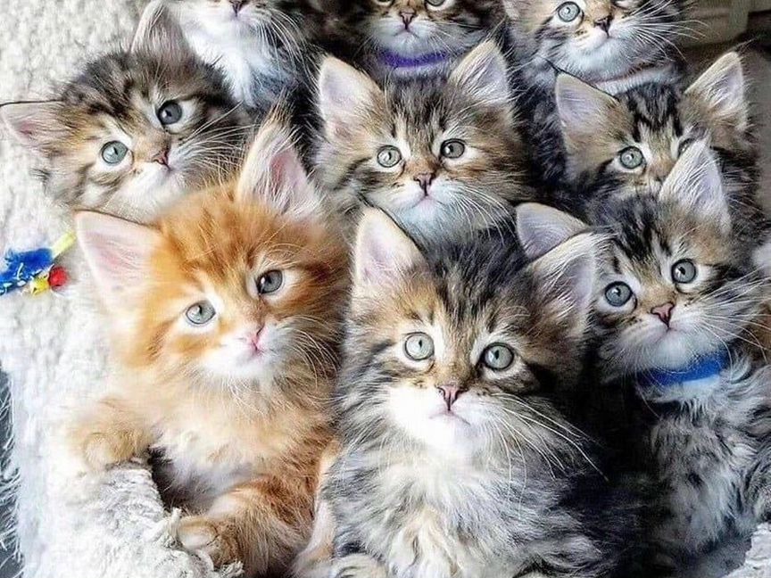 Сибирские котята