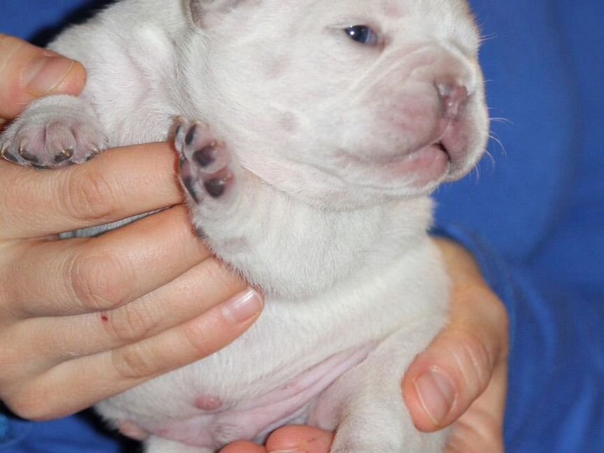 Парень - кремовое чудо