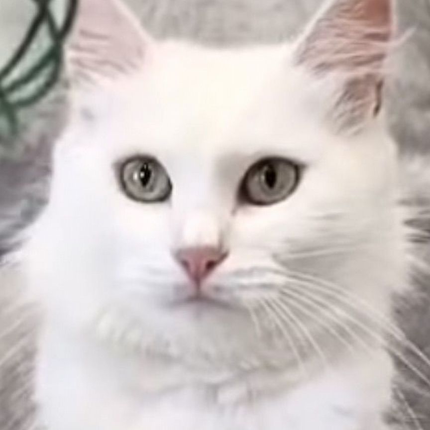 Белоснежка кошка: добрая и аккуратная