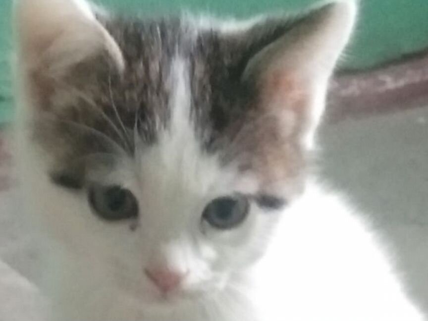 Кошка