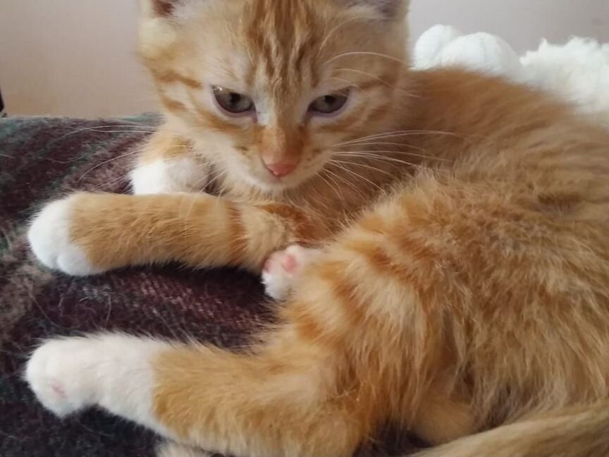 Котята в добрые руки бесплатно