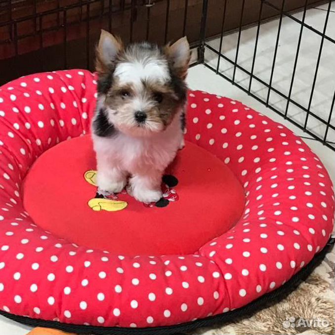 Щеночки бивера с документами РКФ