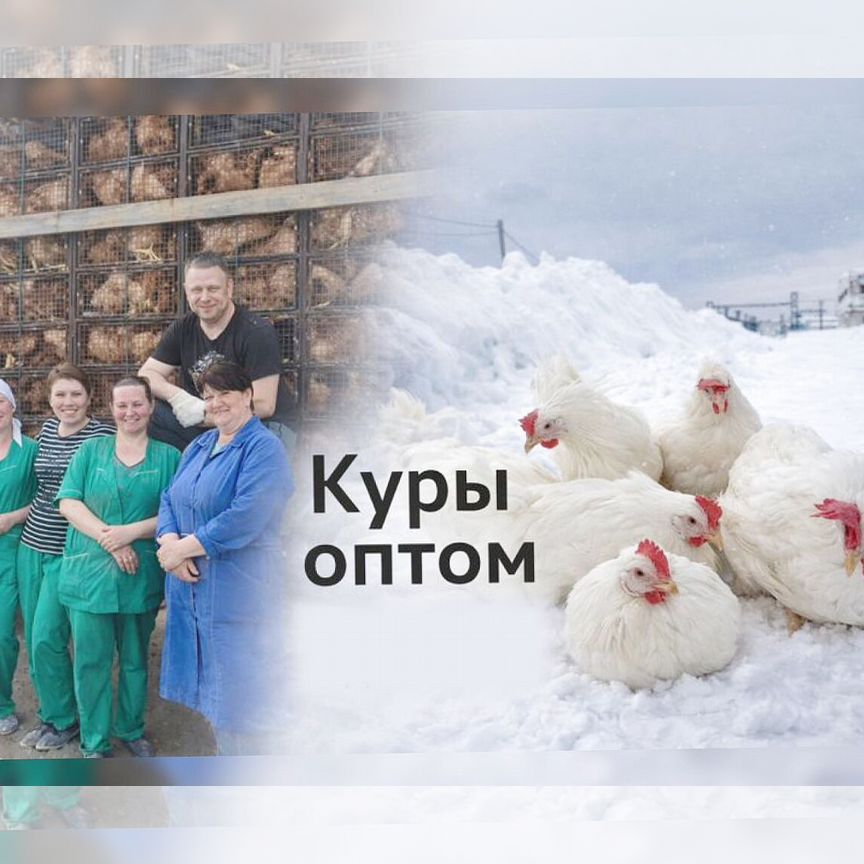 Куры-несушки оптом от птицефермы