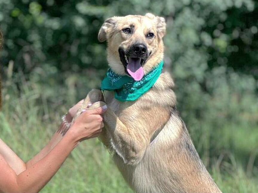 Милый щенок подросток из приюта в добрые руки