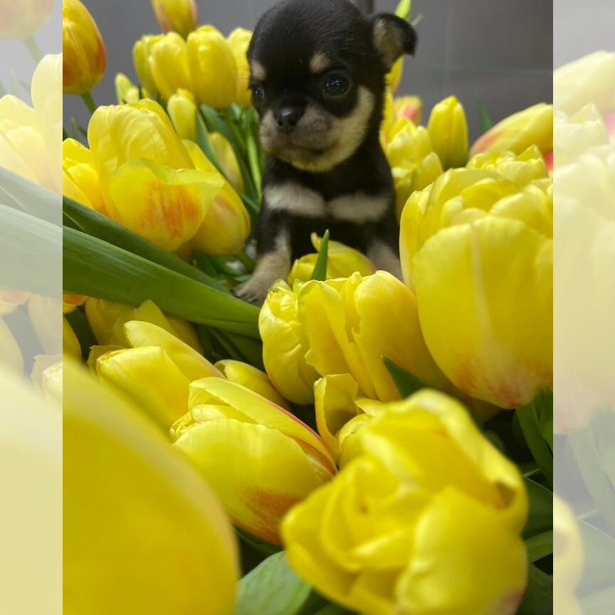 Щенки чихуахуа