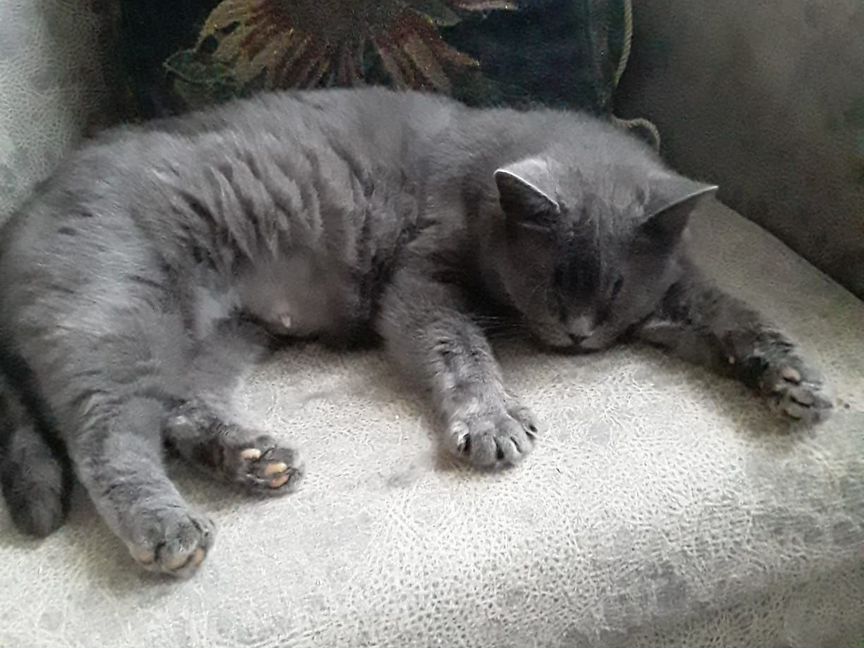 Киска ищет дом