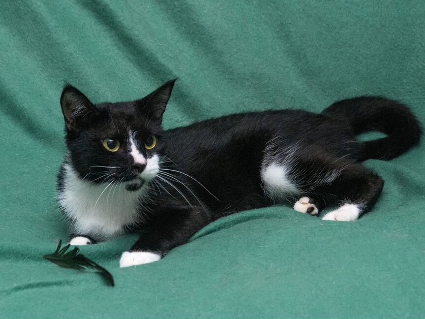 Ласковая Стеша в добрые руки