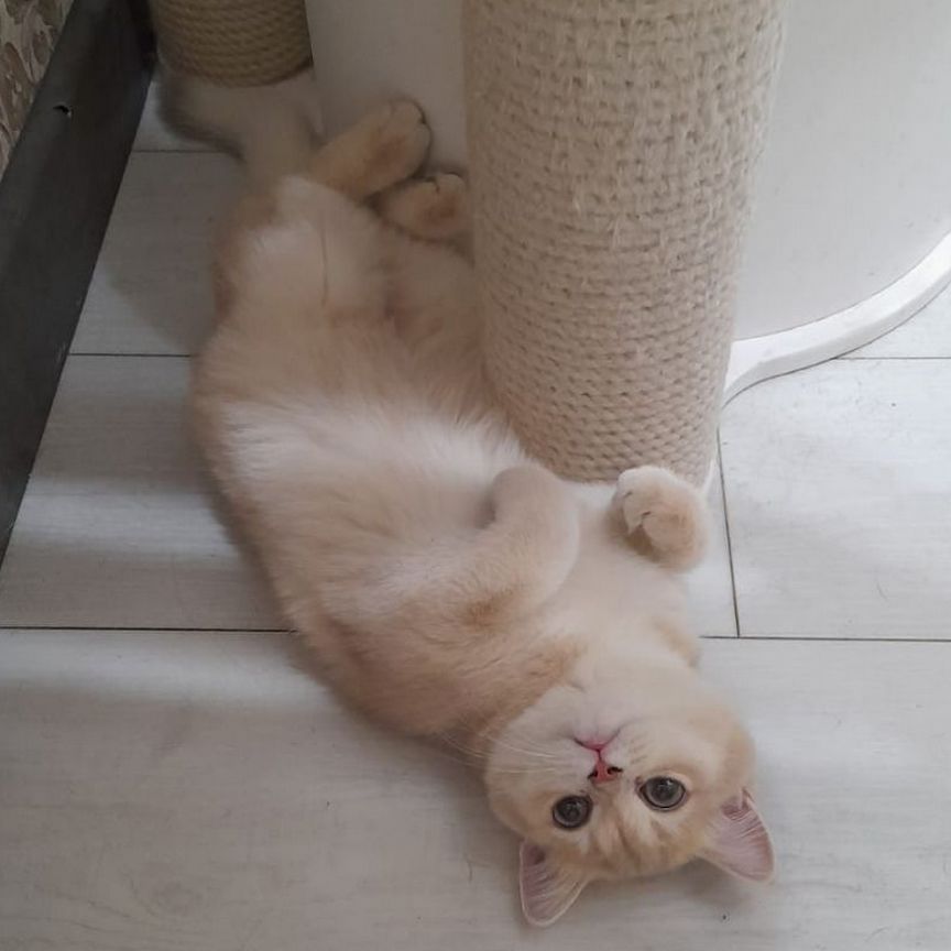 Кошка лиловая золотая шиншилла