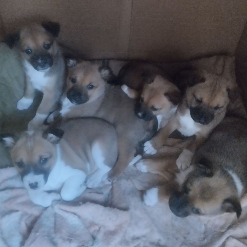 Басенджи, щенок