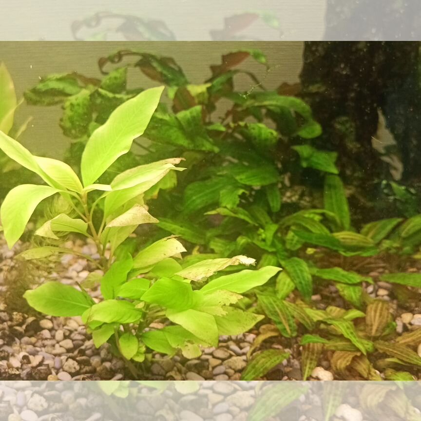 Прополка аквариума