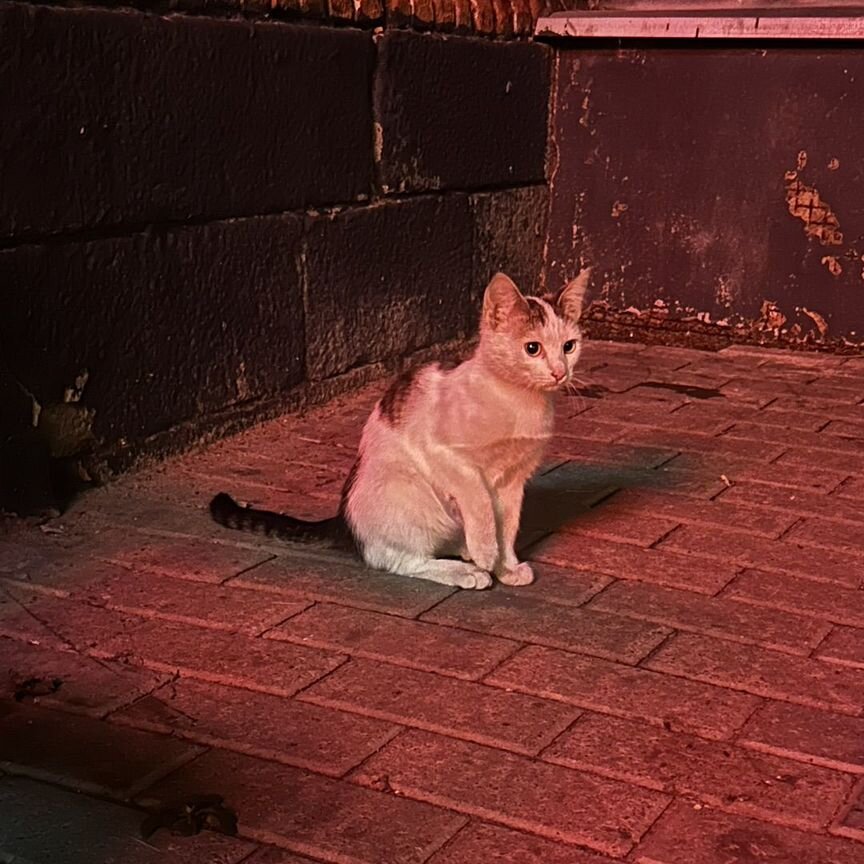 Самый нежный котенок в мире ищет ручки