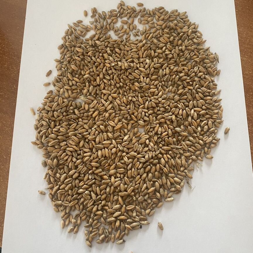 Пшеница фуражная