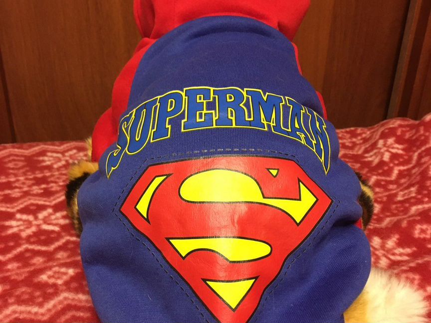 Пуховик/Костюм спорт. / куртка для маленьких собак