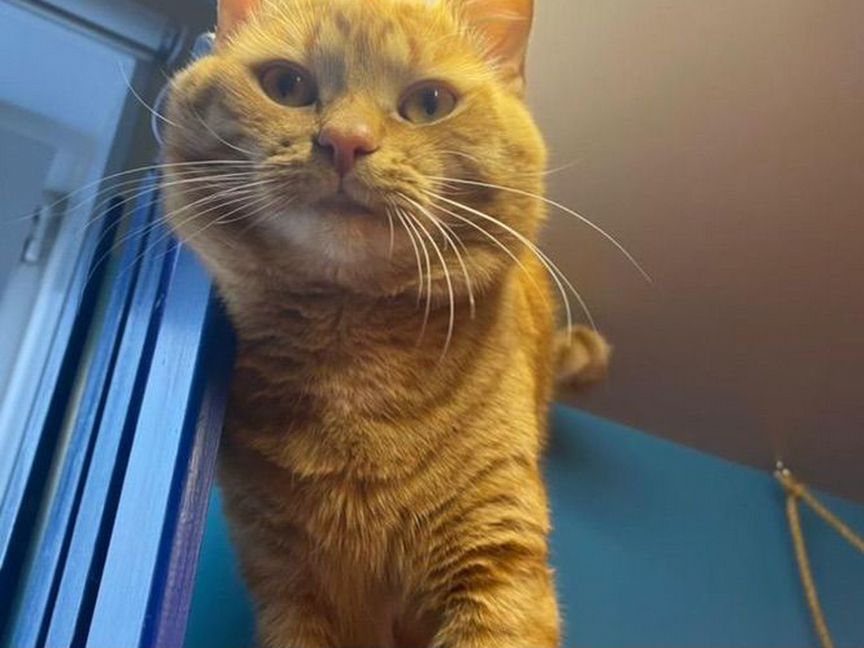 Котик в добрые руки