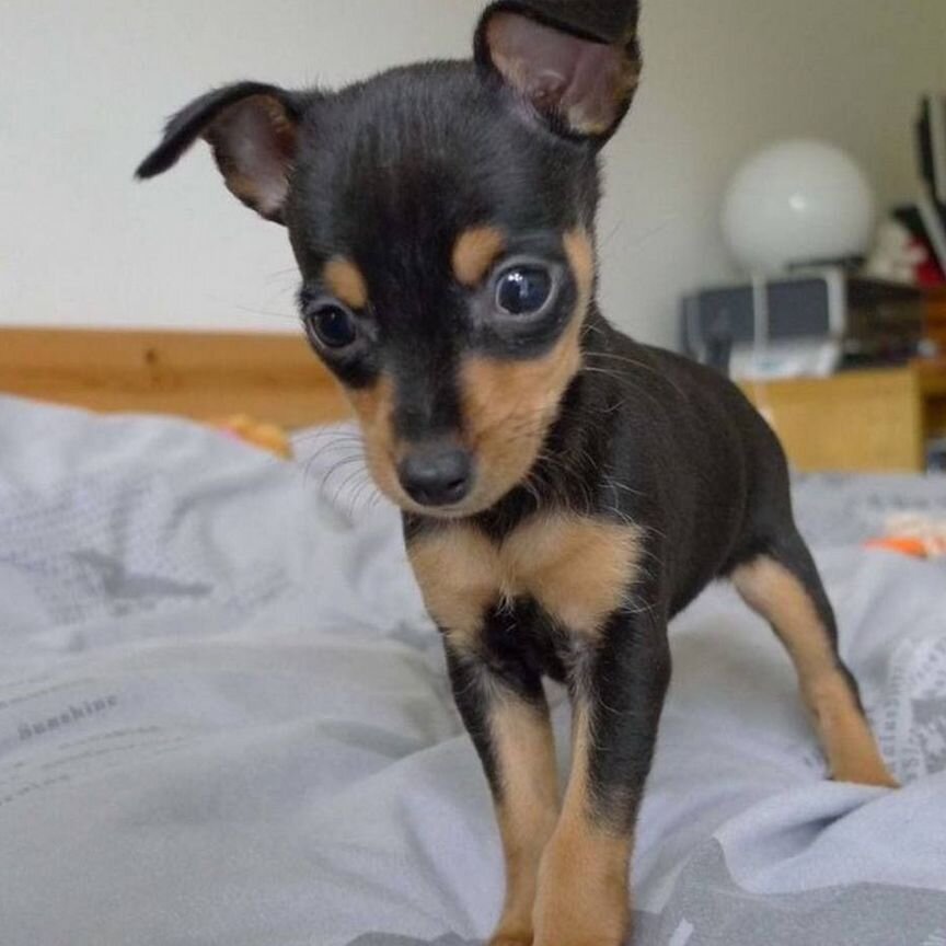 Английский той-терьер, щенок