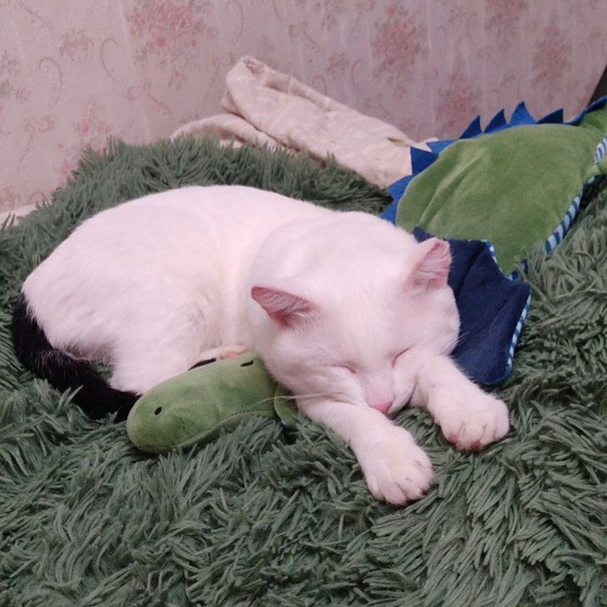 Белый котик