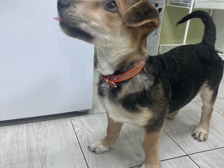 Щенок,шикарный шустрик