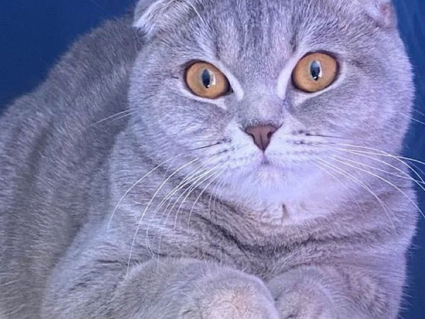 Кошечка ищет шотладского кота вязка