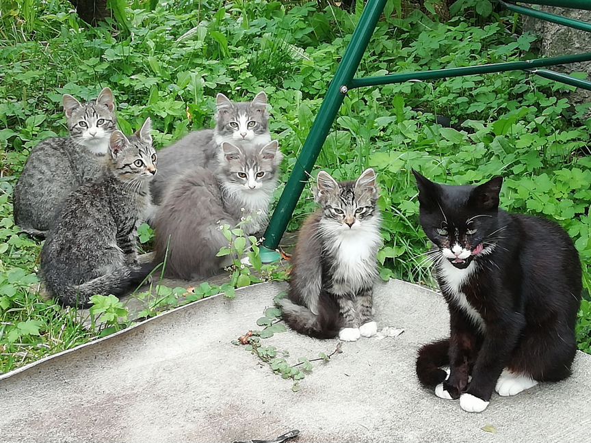 Котята в добрые руки бесплатно