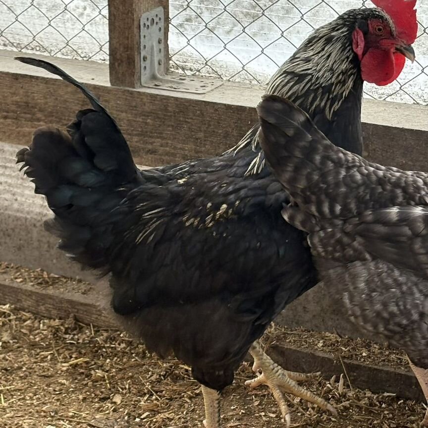 Петушки 8 мес. чешский Доминант