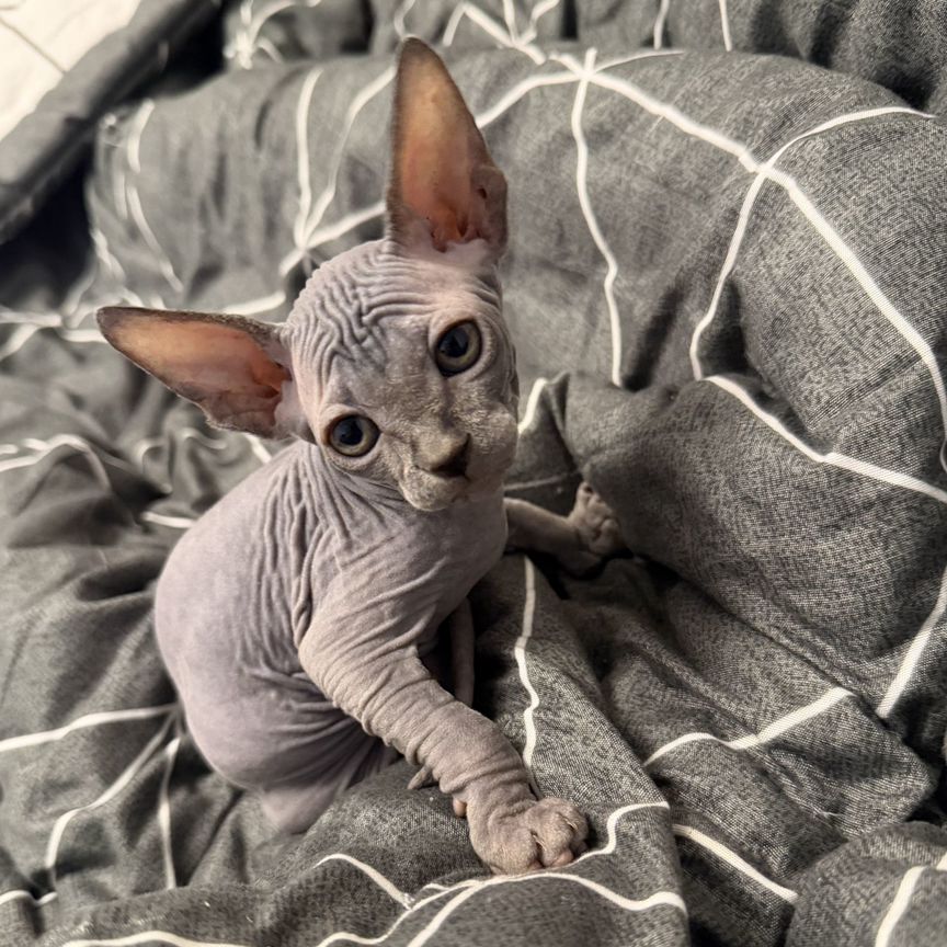 Канадский сфинкс котёнок