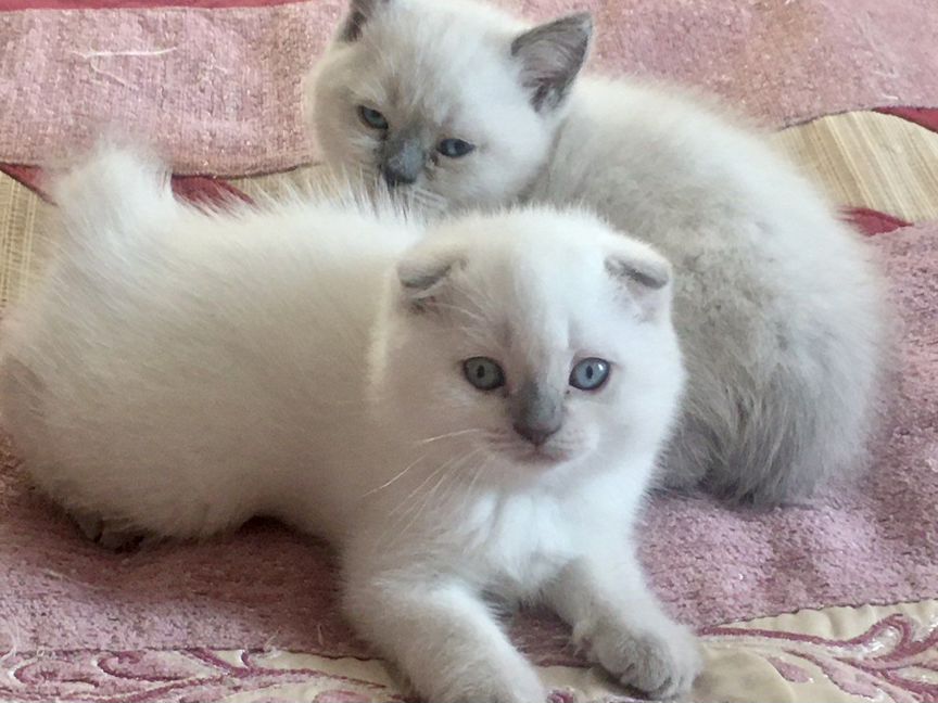 Чистокровные шотландики блю-поинт