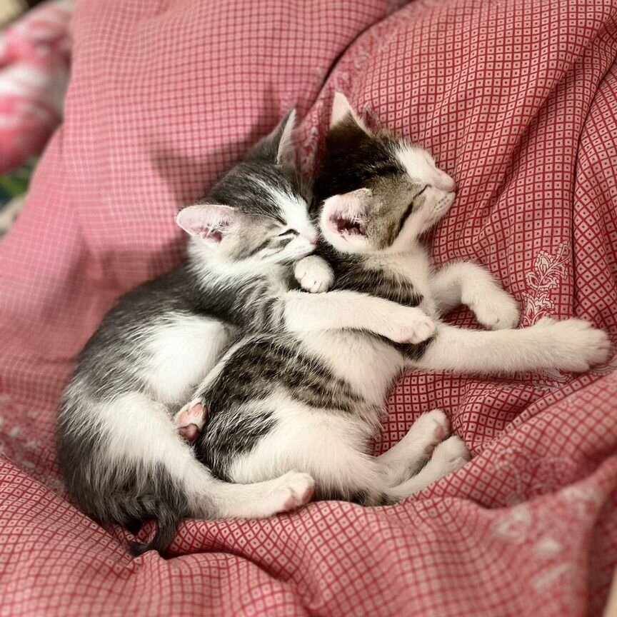 Отдам коят в добрые руки