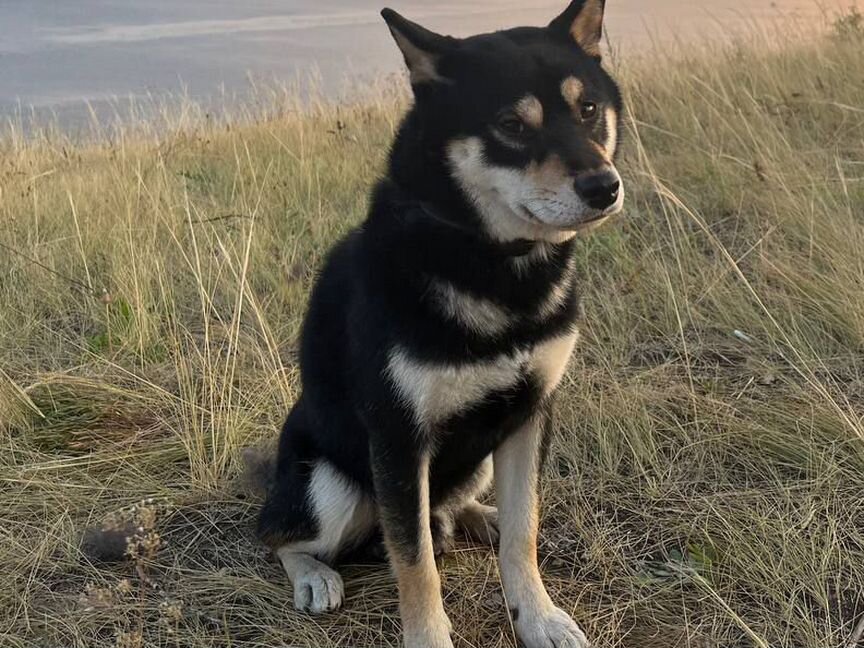 Вязка Кобель 2 года, имеются документы