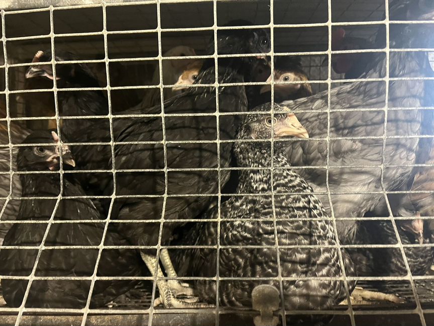 Красные Белые Цветные