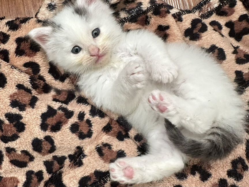 Котенок девочка в добрые руки