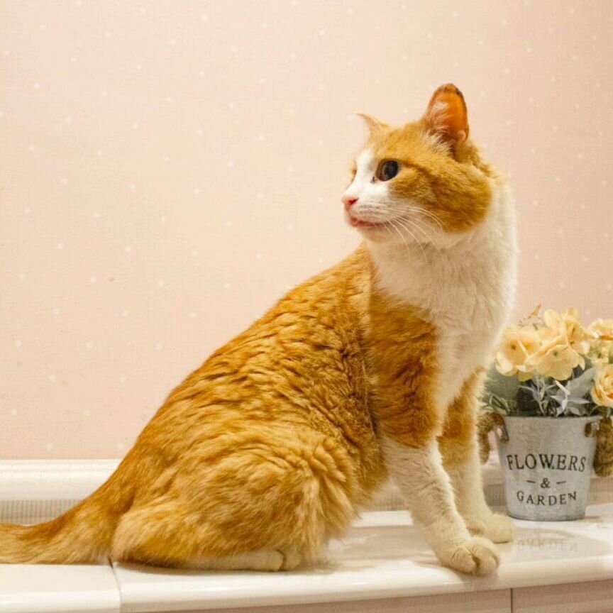 Кот 1,5 года кастрирован