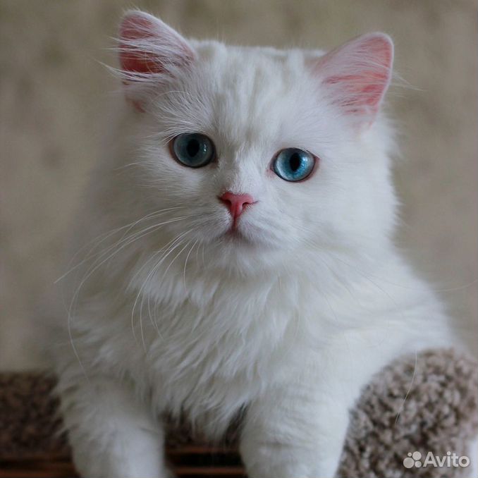 Шотландская белоснежная